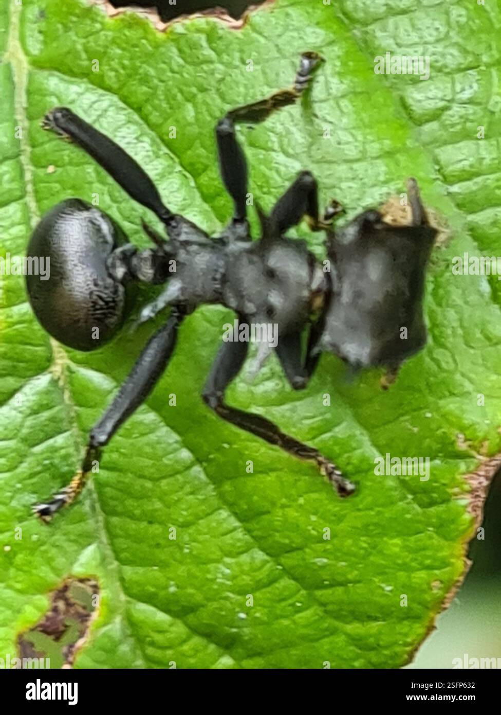 Giant Turtle Ants (Cephalotes atratus), Insecta, Klaaskreek, SR-BR, SR ...