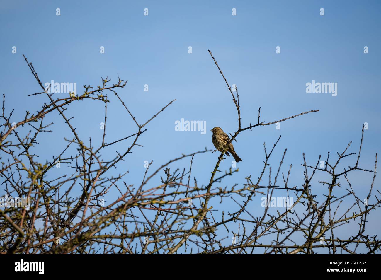 close-up of a Corn buntings (Emberiza calandra) high in a winter tree ...