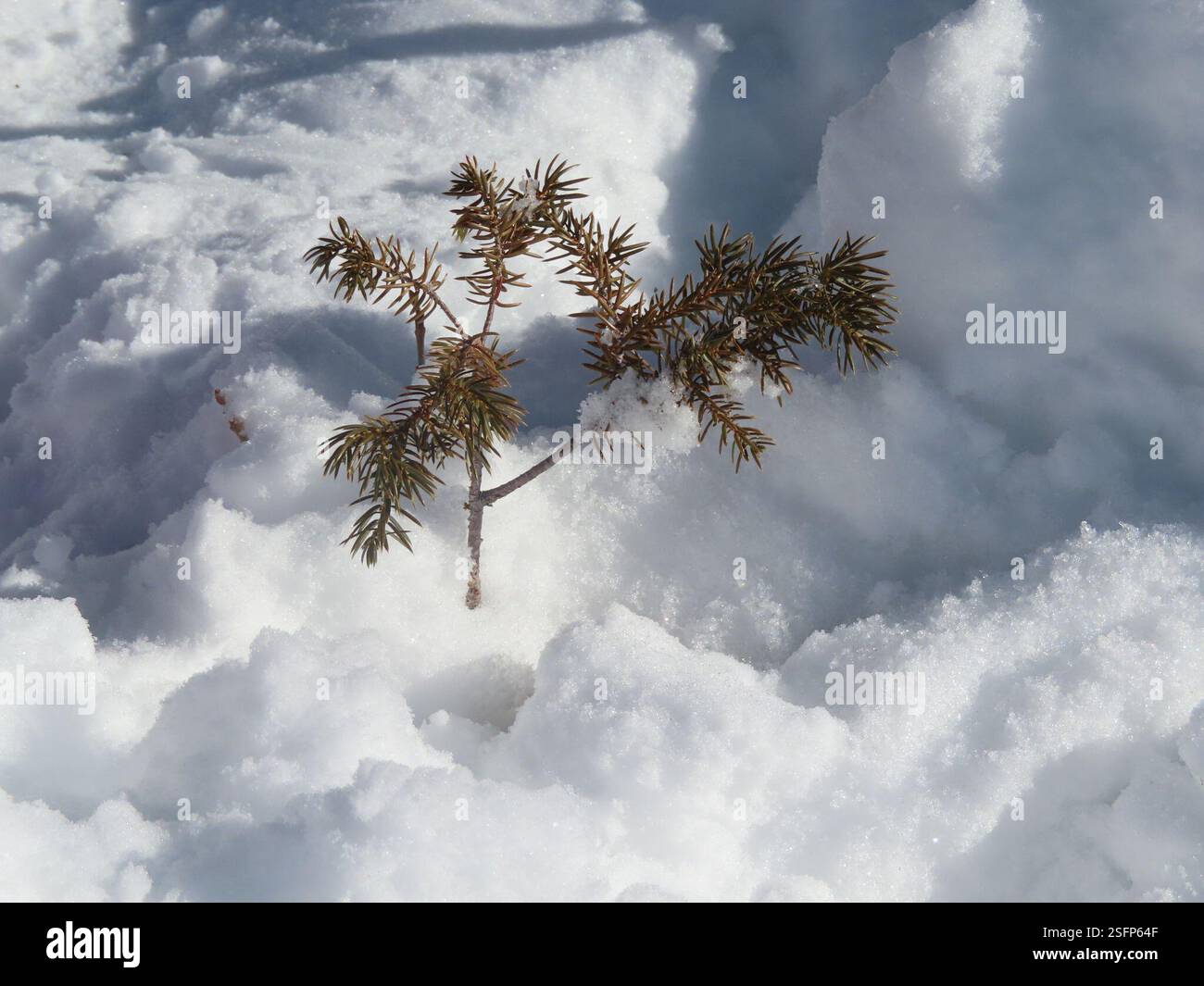 common juniper (Juniperus communis), Plantae, Summit County, CO, USA ...