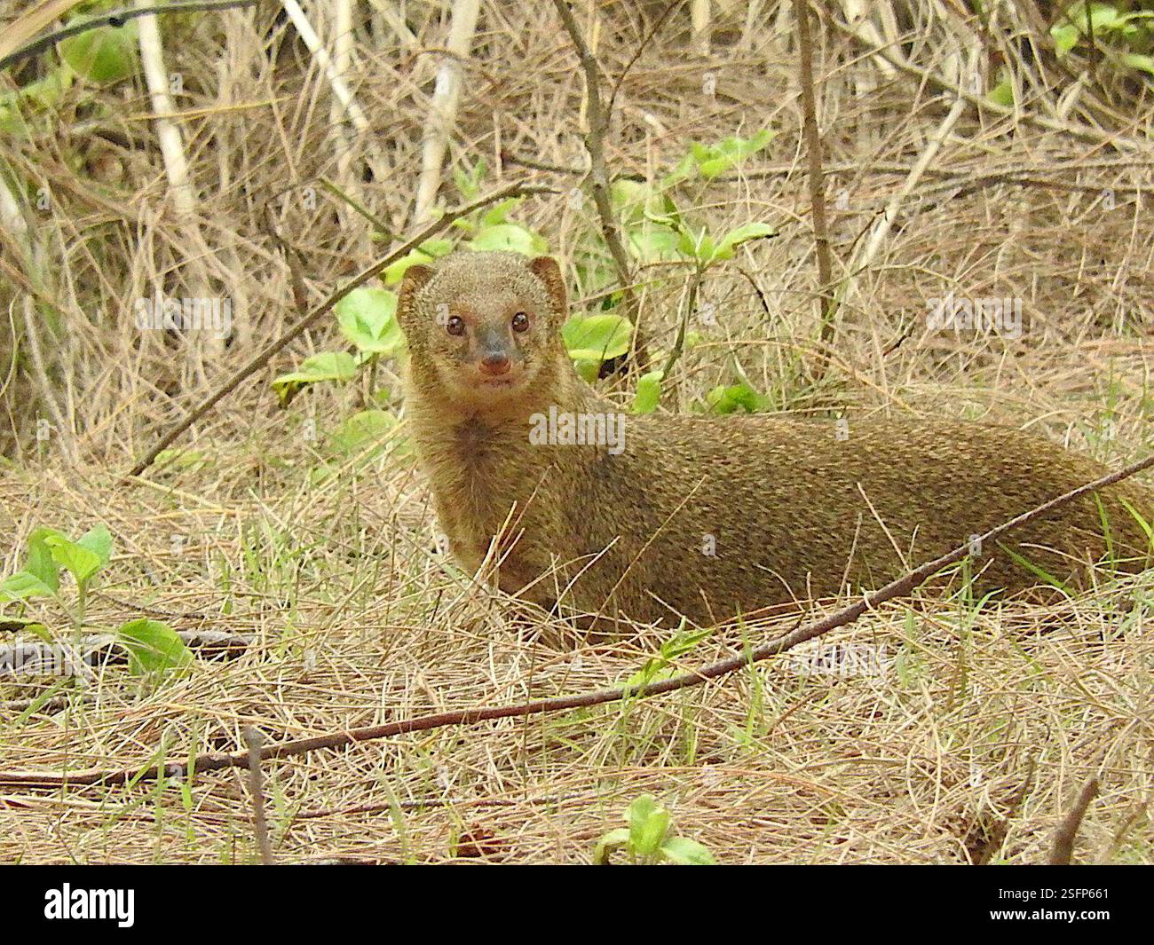 Small Indian Mongoose (Urva auropunctata), Mammalia, Koolauloa, Hauula ...
