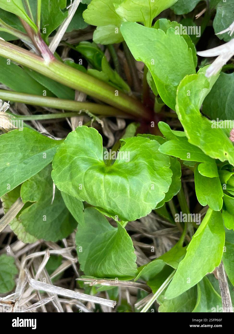 small-flowered buttercup (Ranunculus abortivus), Plantae, Huntsville ...