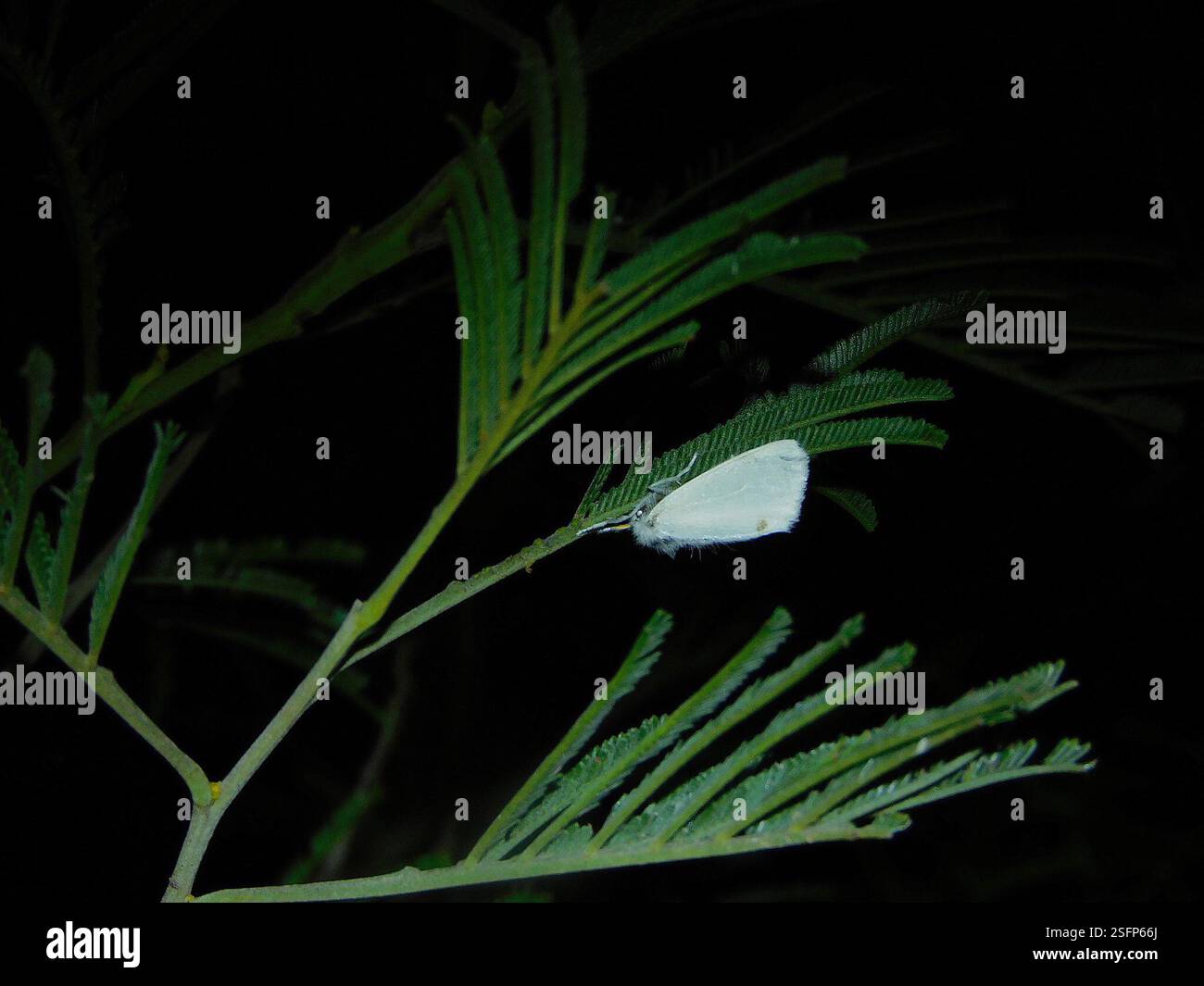 Omnivorous Tussock Moth (Acyphas semiochrea), Insecta, Hobart TAS, Australia Stock Photo - Alamy