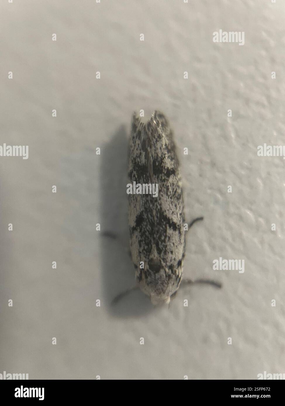 (Lichenaula), Insecta, Melbourne VIC, Australia Stock Photo - Alamy