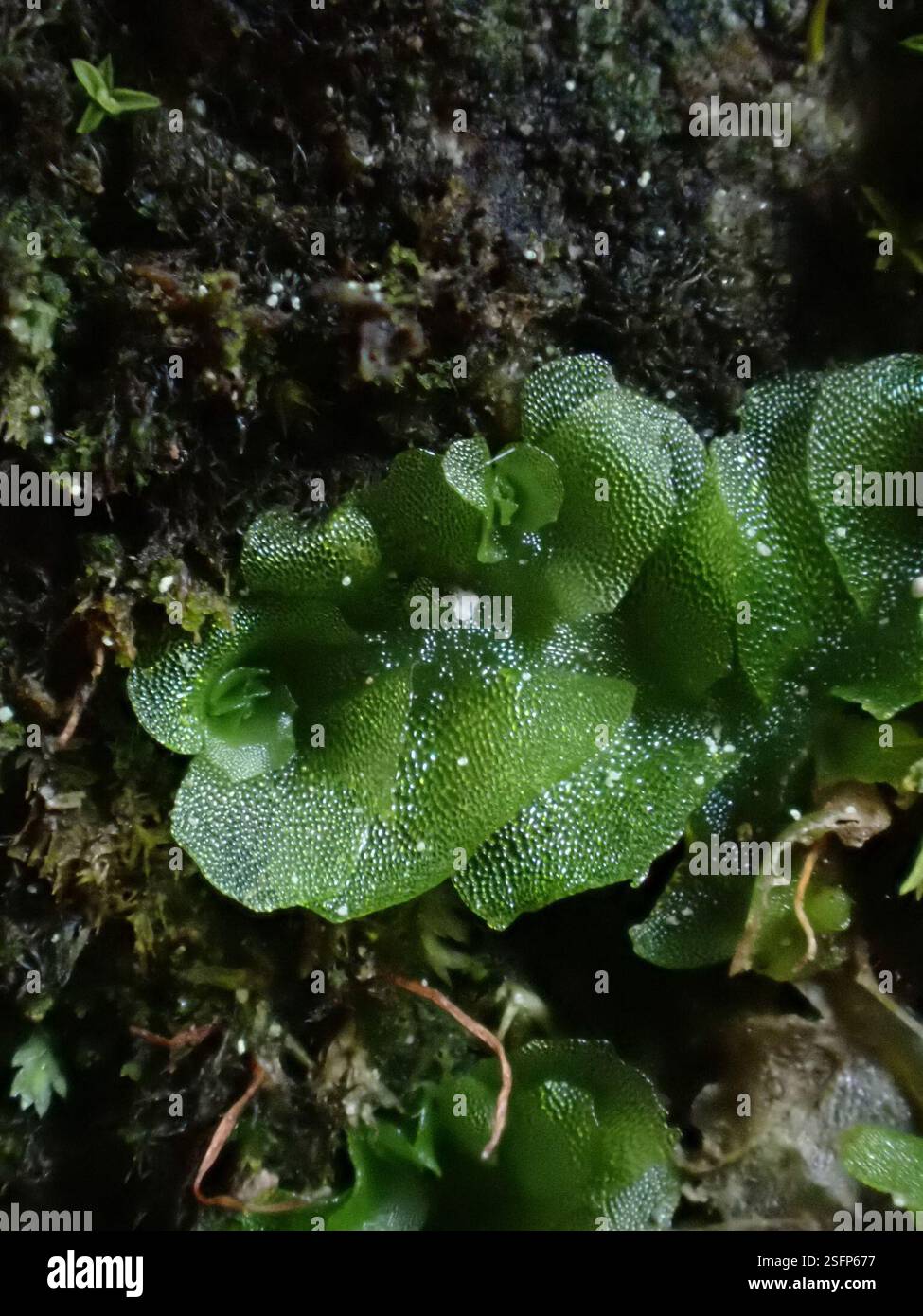liverworts (Marchantiophyta), Plantae, Santo Antão, Cape Verde, CV ...