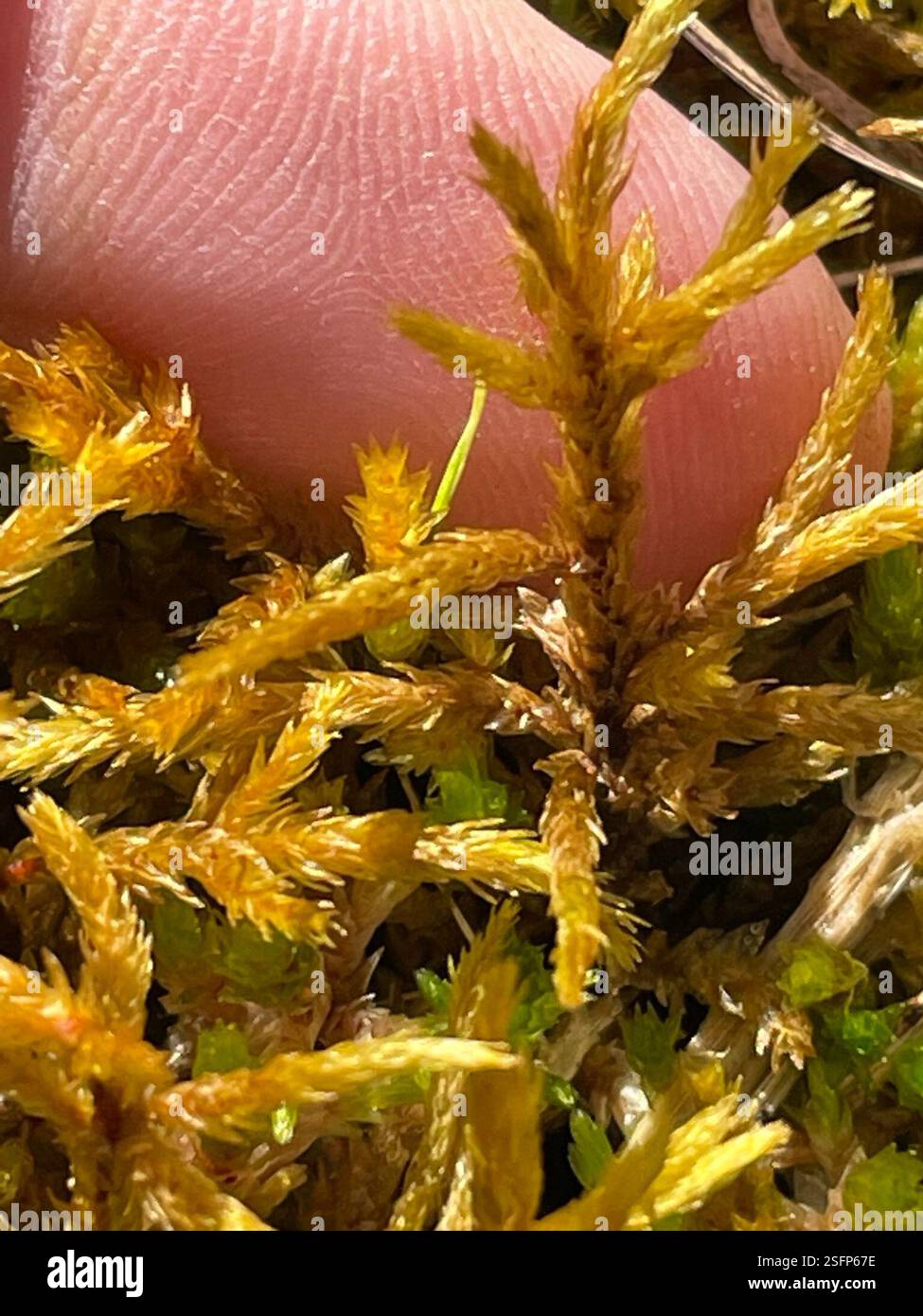 American Tree Moss (Climacium americanum), Plantae, Secondary Road 1243 ...