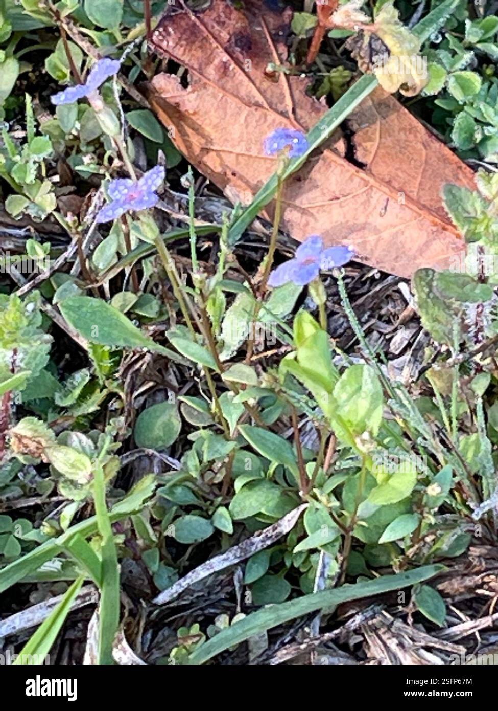 tiny bluet (Houstonia pusilla), Plantae, Clara Kee Blvd, Tallahassee ...
