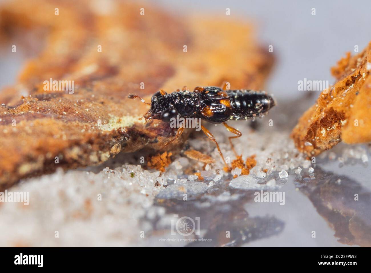 (Megalopinus rufipes), Insecta, Chimney Lakes, Jacksonville, FL, USA ...