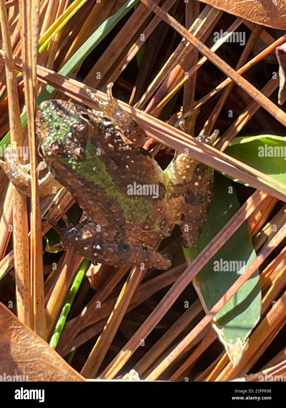 Northern Cricket Frog (Acris crepitans), Amphibia, North Carolina, US ...