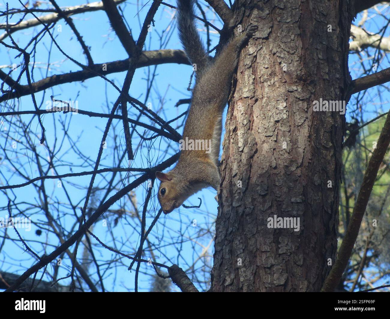 Eastern Gray Squirrel (Sciurus carolinensis), Mammalia, Windsor Forest ...