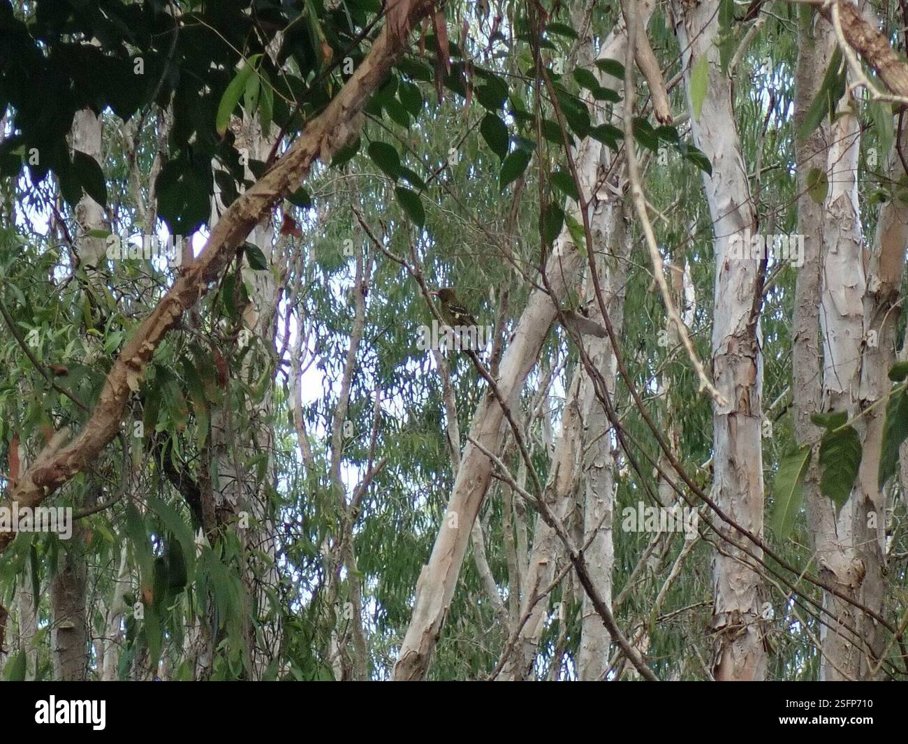Green Oriole (Oriolus flavocinctus), Aves, Cairns QLD, Australia Stock ...