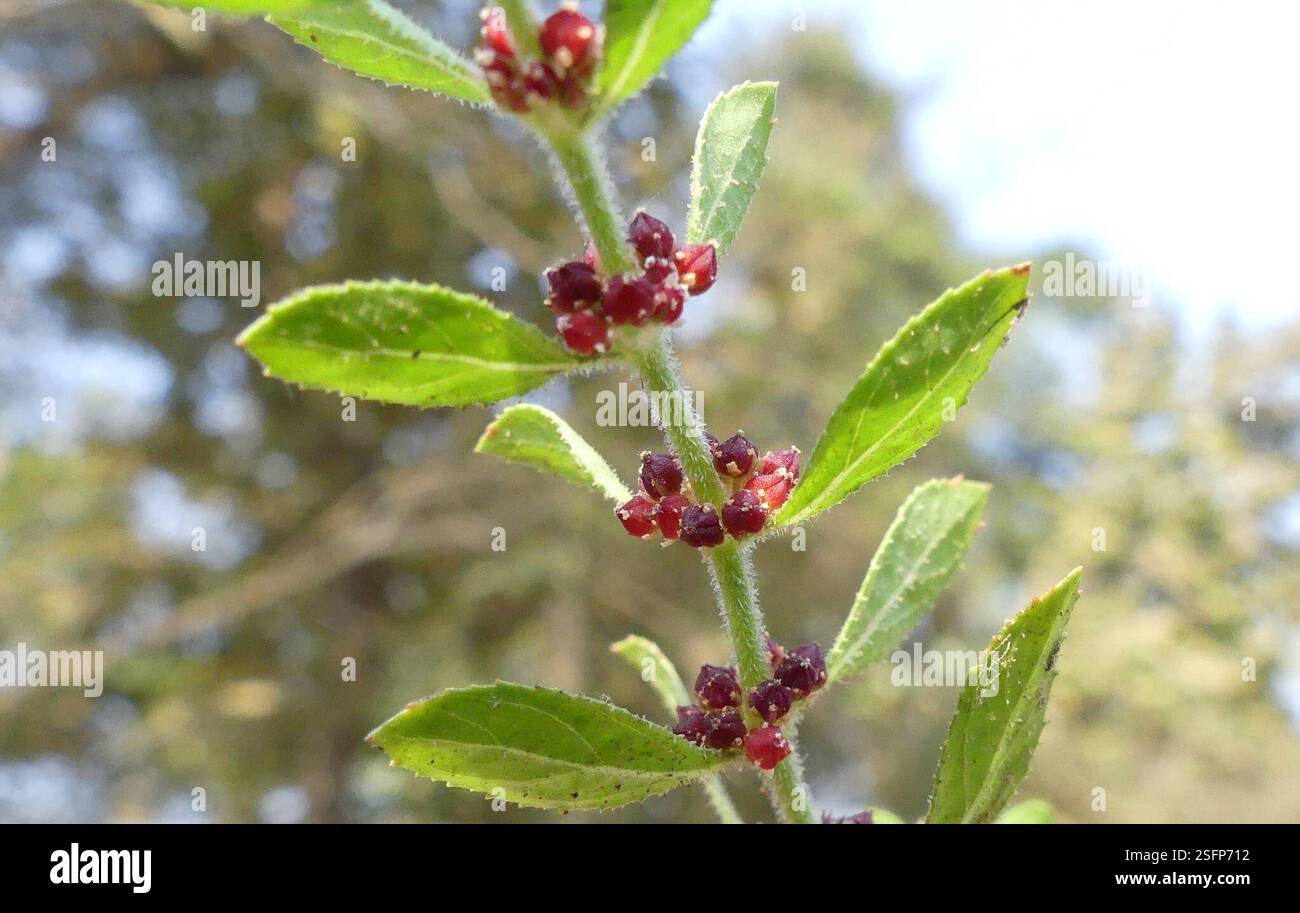 Water-fire (Bergia ammannioides), Plantae, Vajreshwari, Maharashtra ...