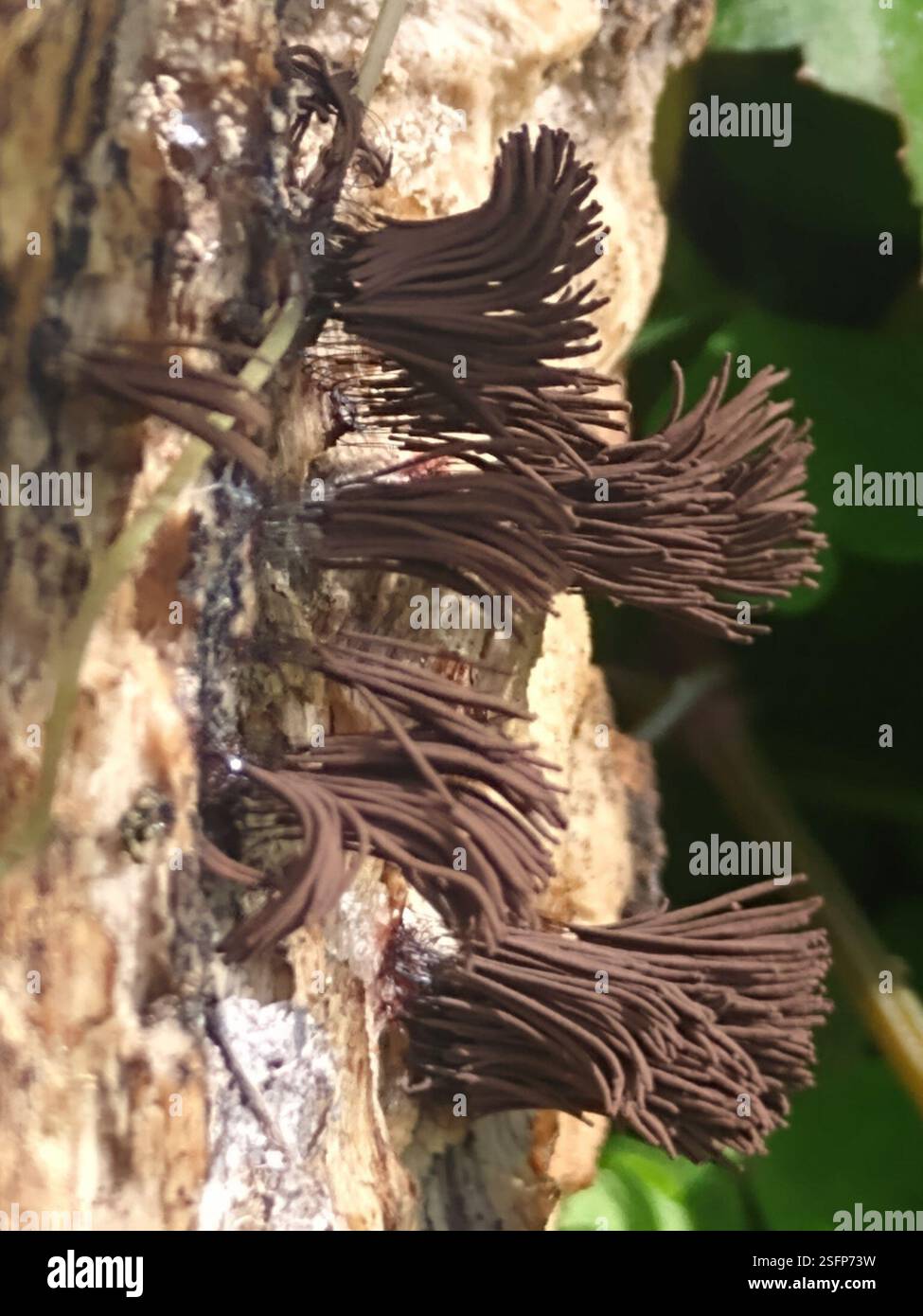 chocolate tube slime (Stemonitis splendens), Protozoa, Orleans County ...