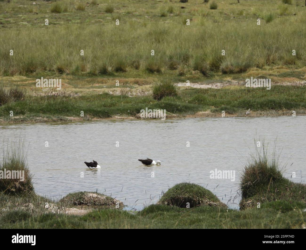 Andean Avocet (Recurvirostra andina), Aves, Ruta Provincial 7, Abra ...
