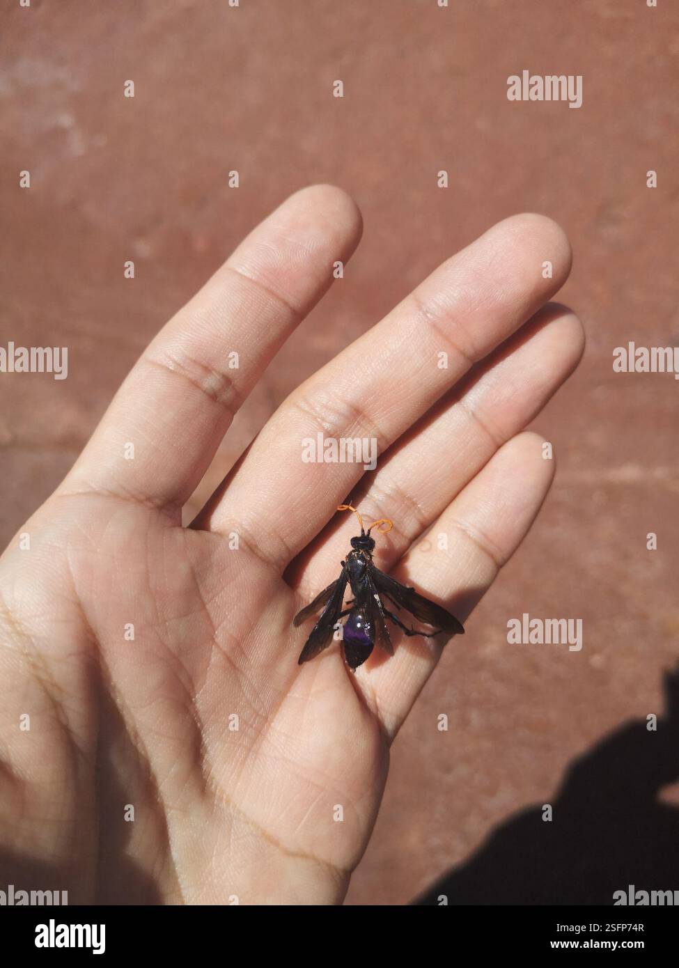 Spider Wasps, Velvet Ants, and Allies (Pompiloidea), Insecta, San Pedro ...