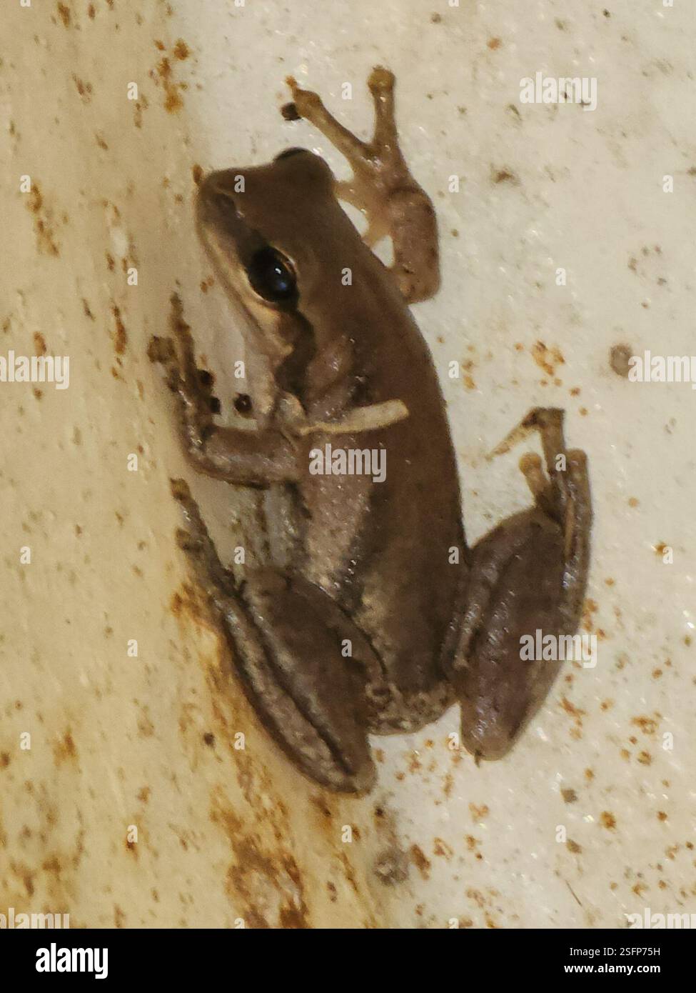 Desert Tree Frog (Litoria rubella), Amphibia, Bouldercombe QLD 4702 ...