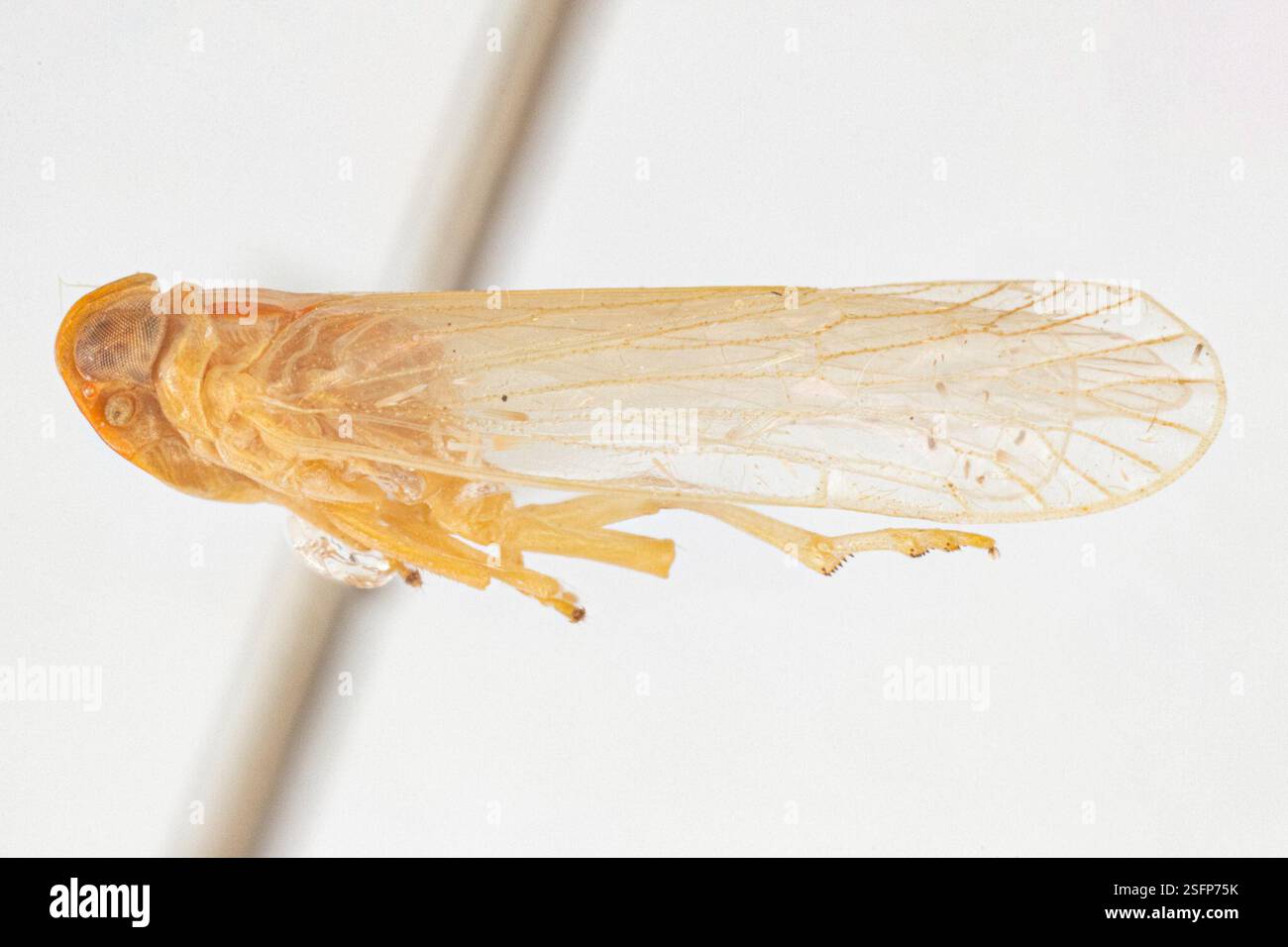 (Haplaxius dolon), Insecta, Colina do Sol, Pelotas - RS, Brazil, This ...