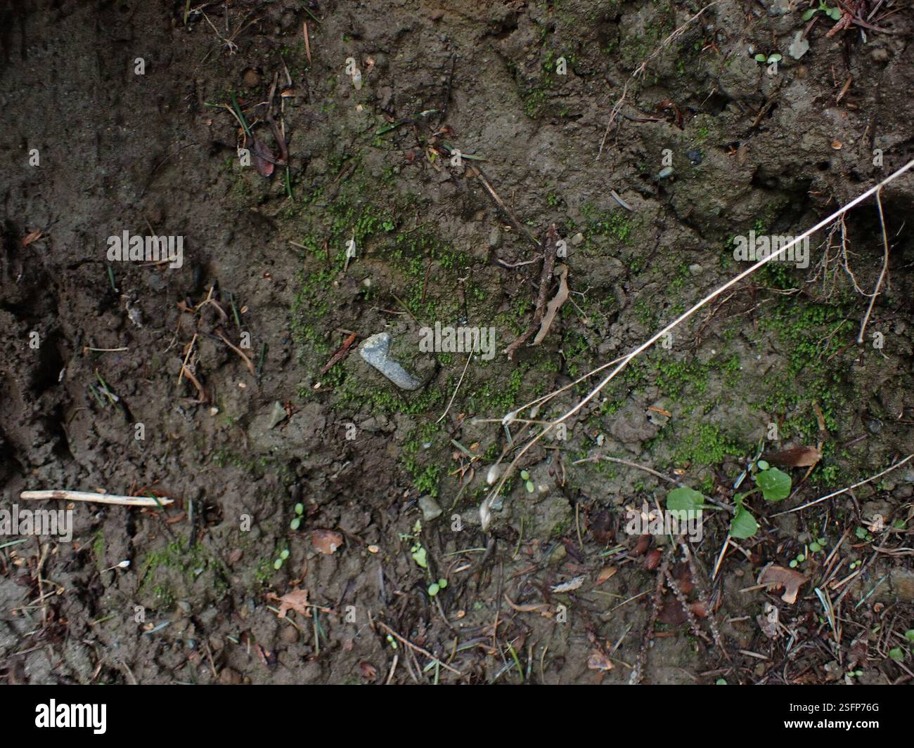 (Epipterygium biauritum), Plantae, UBC, University Endowment Lands, BC ...