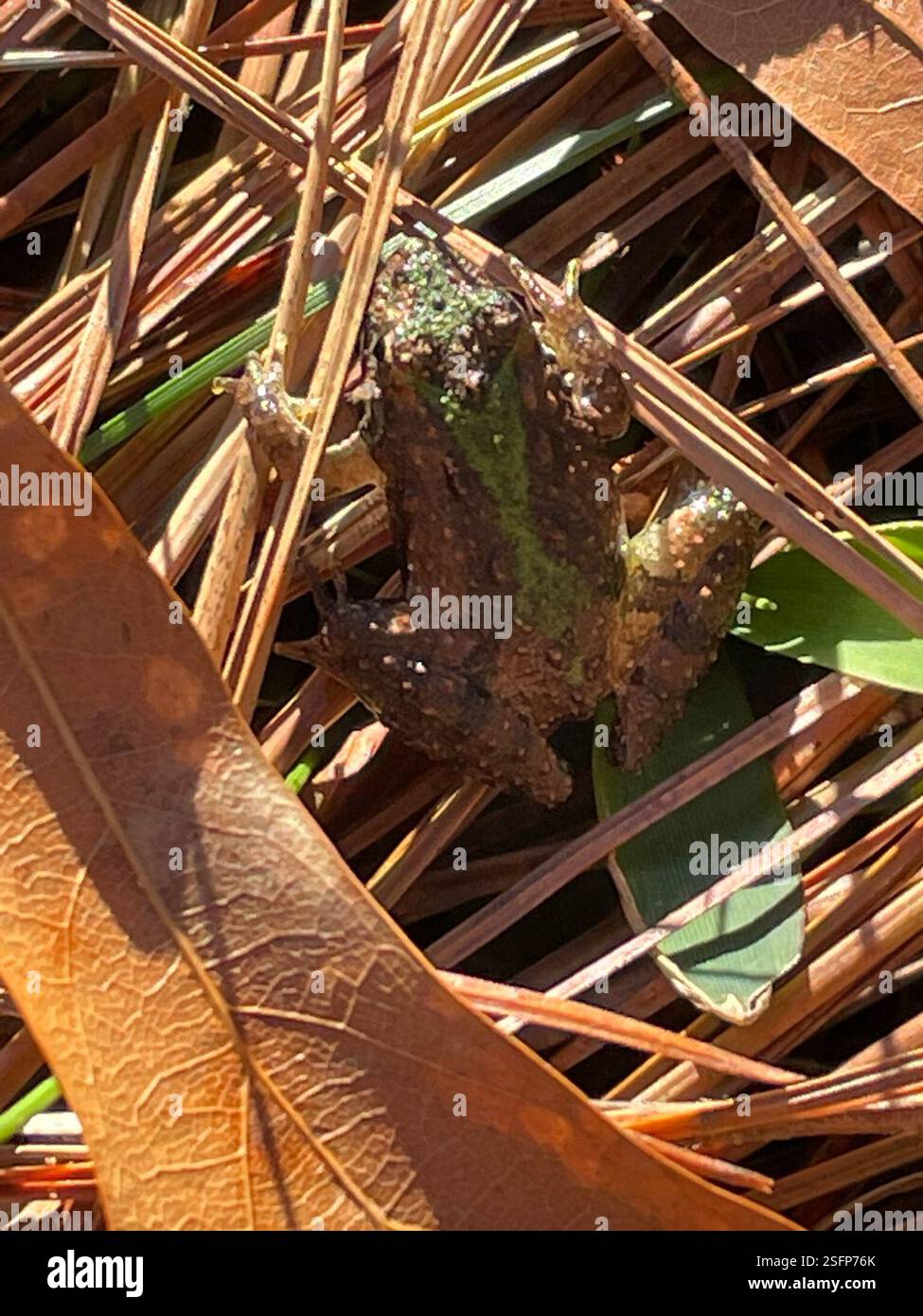 Northern Cricket Frog (Acris crepitans), Amphibia, North Carolina, US ...