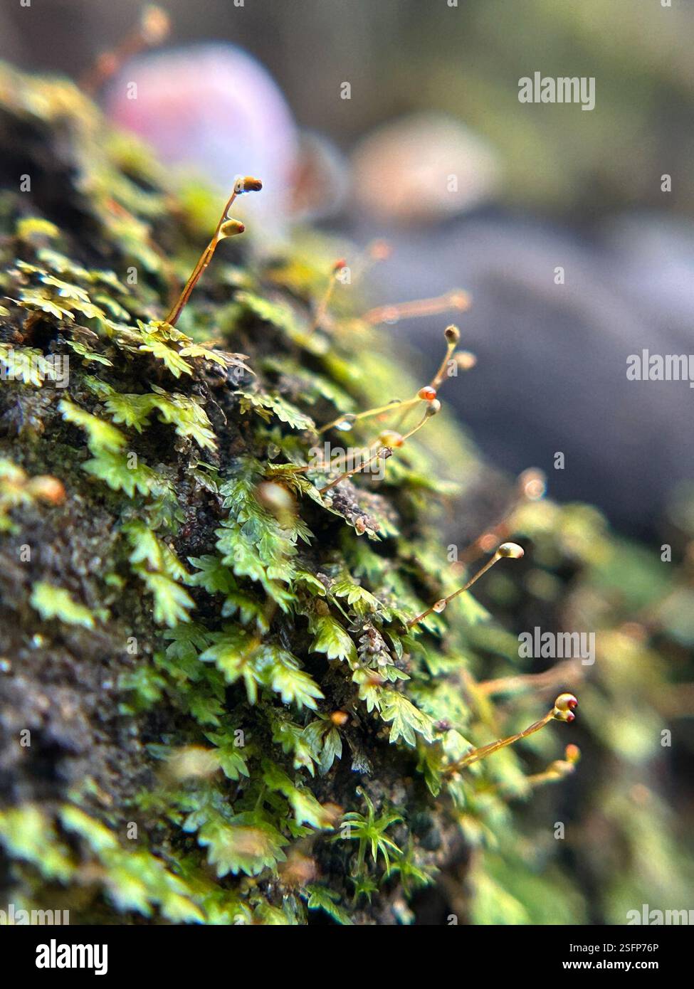 pocket mosses (Fissidens), Plantae, Alamo Dr, Los Osos, CA, US Stock ...
