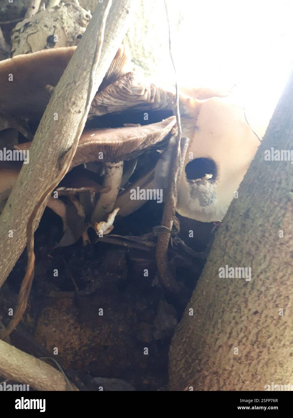 Tawaka (Cyclocybe parasitica), Fungi, Fairfield, Lower Hutt 5011, New ...