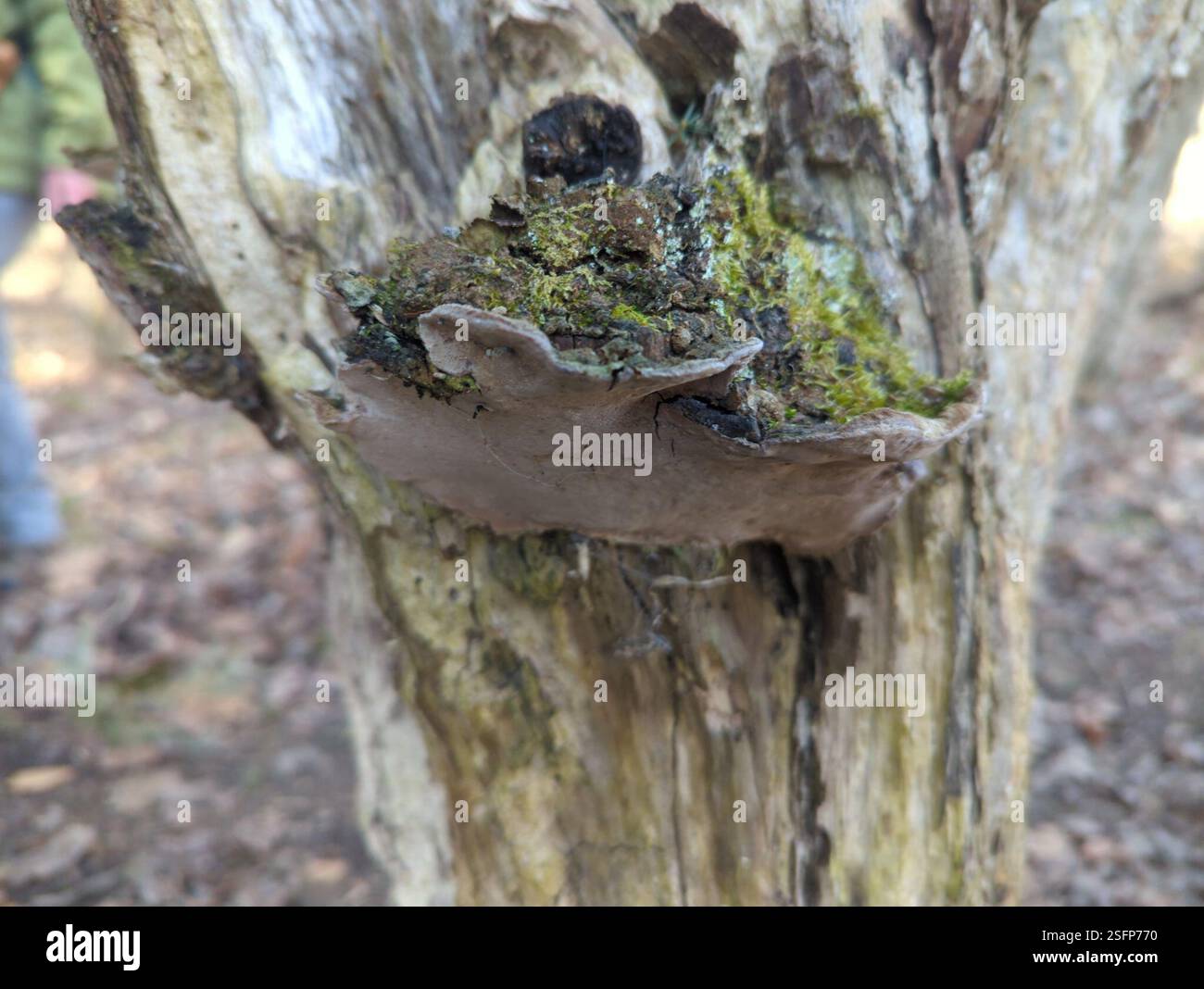 (Phellinopsis conchata), Fungi, Butler County, US-PA, US, Maybe, on ...