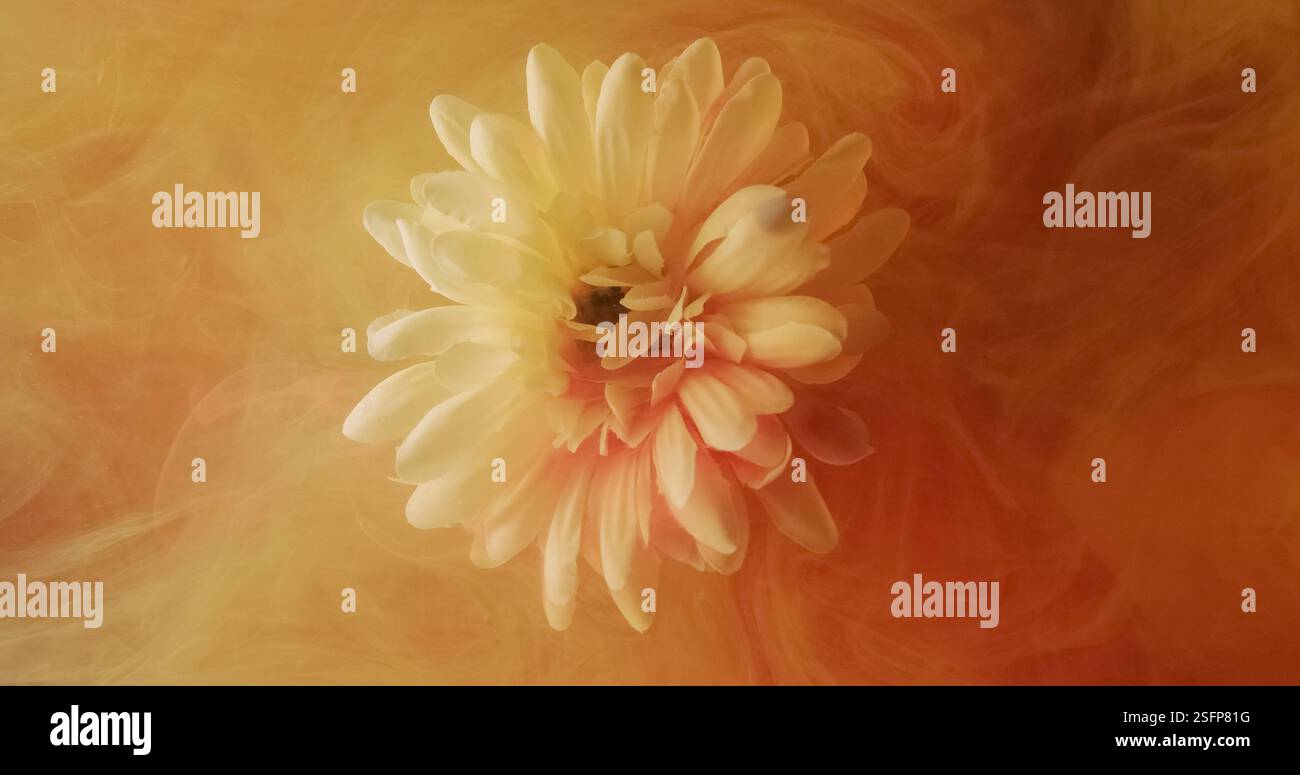 Underwater blossom. Mist flower. Orange yellow red color paint flow ...