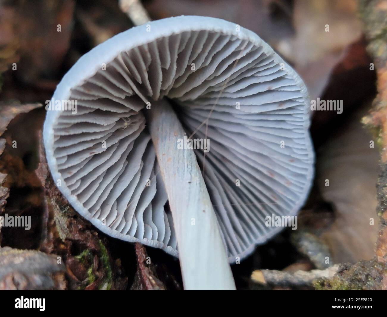 blue pinkgill (Entoloma hochstetteri), Fungi, Westland, NZ-WC, NZ Stock ...