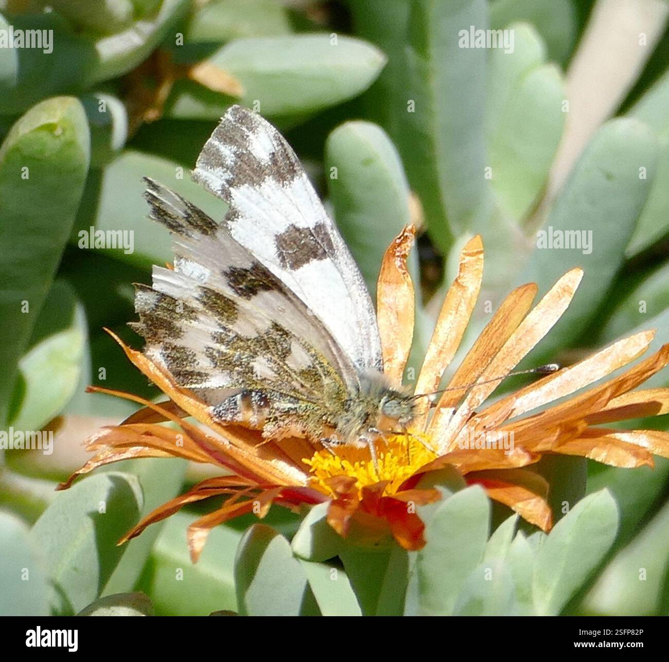 Bath White (Pontia daplidice), Insecta, São Vicente, Cape Verde, CV ...