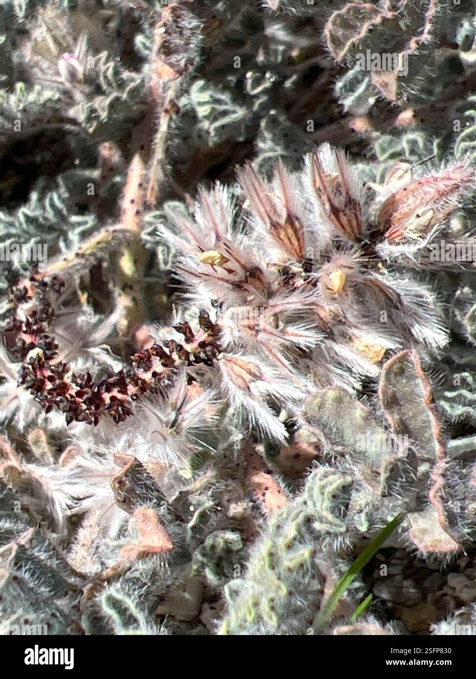 soft prairie clover (Dalea mollissima), Plantae, San Diego County, US ...