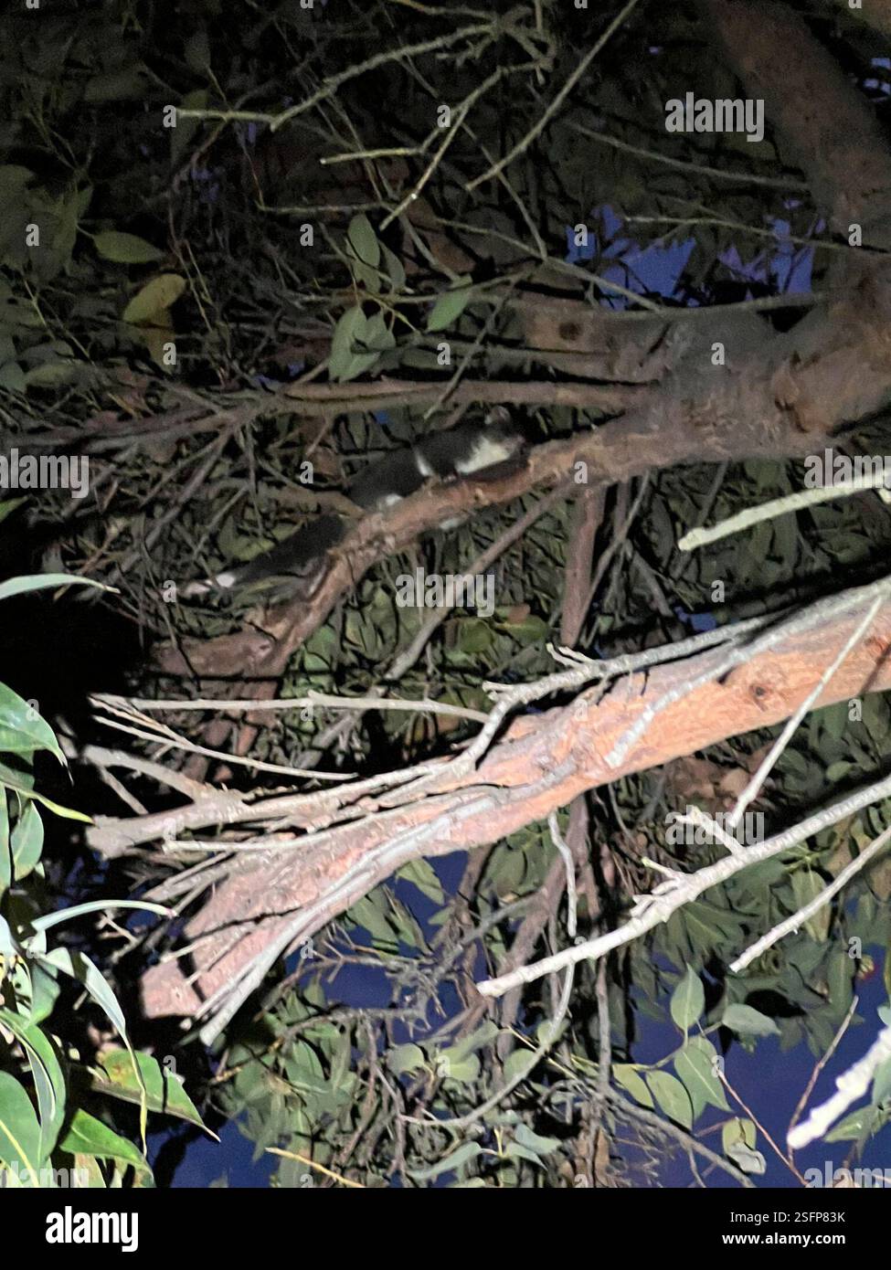 Tasmanian Ring-tailed Possum (Pseudocheirus peregrinus convolutor), Mammalia, Tasmania, Seven ...