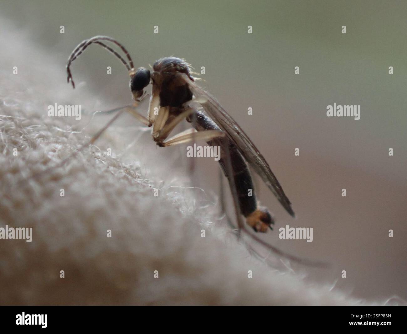 Fungus Gnats and Gall Midges (Sciaroidea), Insecta, Colwood, BC, Canada ...