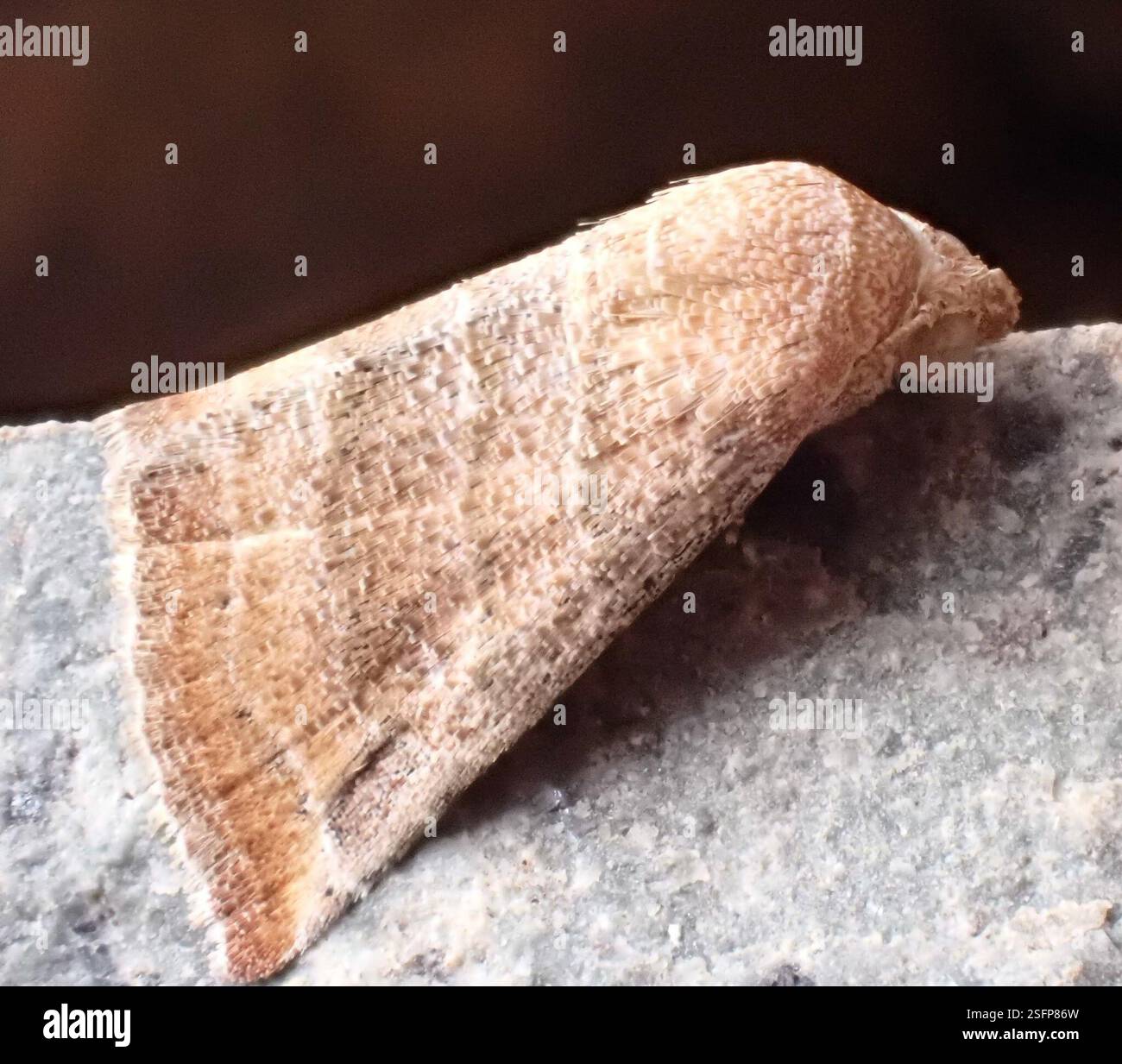 Owlet Moths and Allies (Noctuoidea), Insecta, Santo Antão, Cape Verde ...