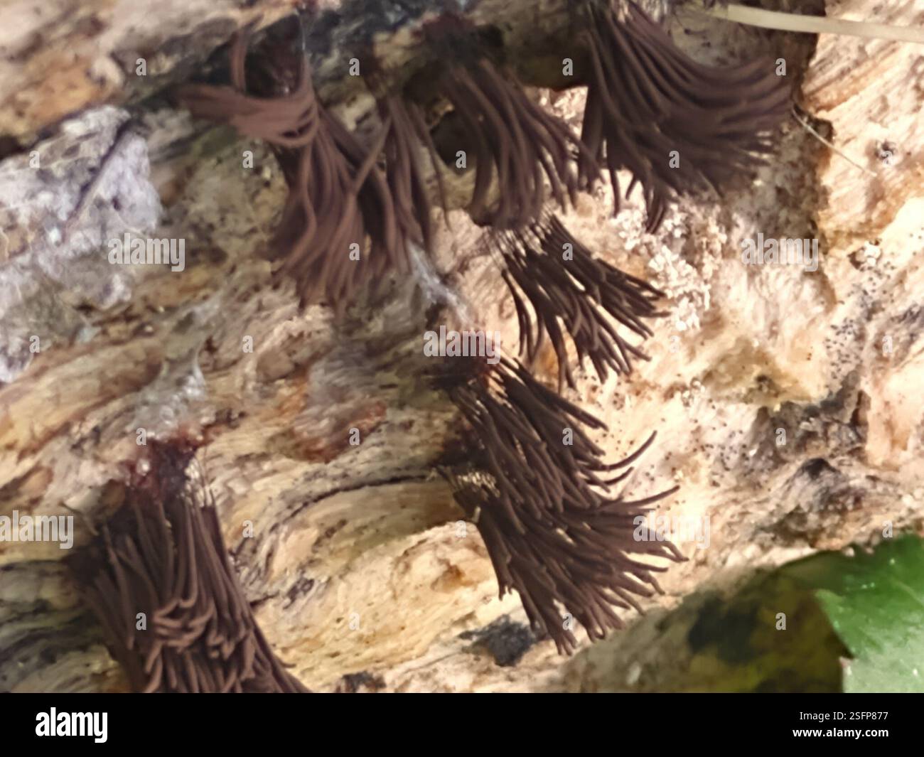 chocolate tube slime (Stemonitis splendens), Protozoa, Orleans County ...