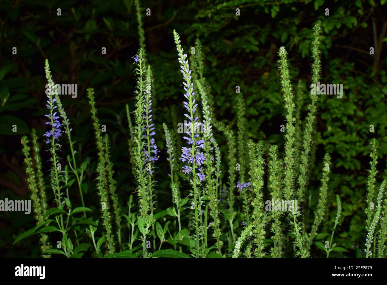 (Veronica rotunda), Plantae, 中国浙江省杭州市西湖区 Stock Photo - Alamy