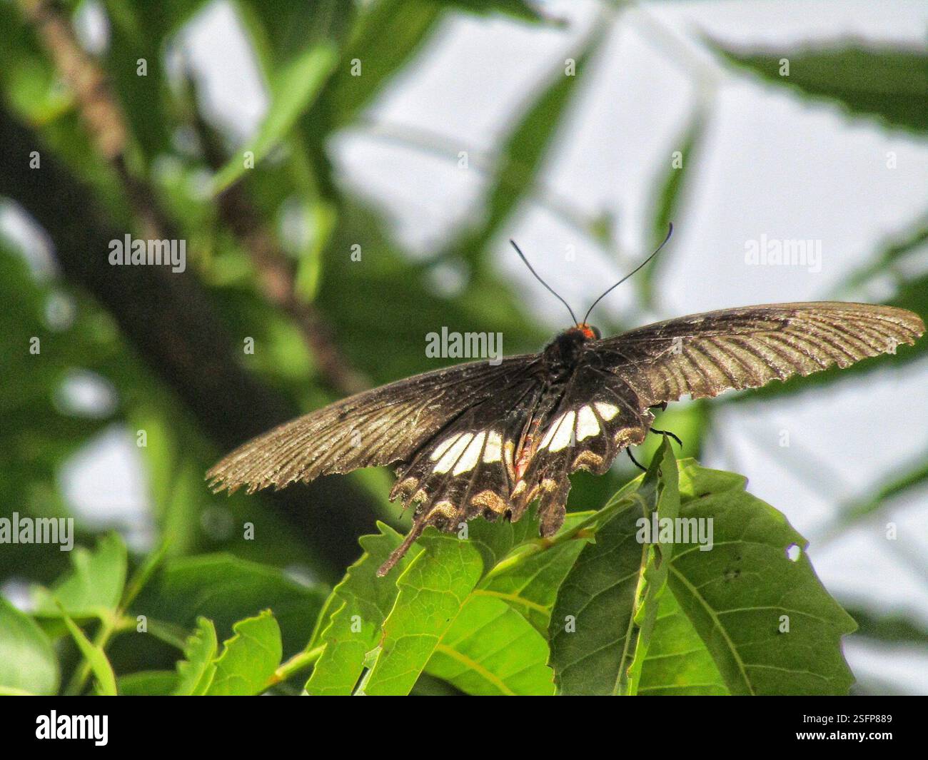 Common Rose Swallowtail (Pachliopta aristolochiae), Insecta, Nimblak ...