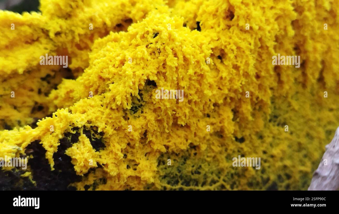 Dog Vomit Slime Mold (Fuligo septica), Protozoa, forests above ...