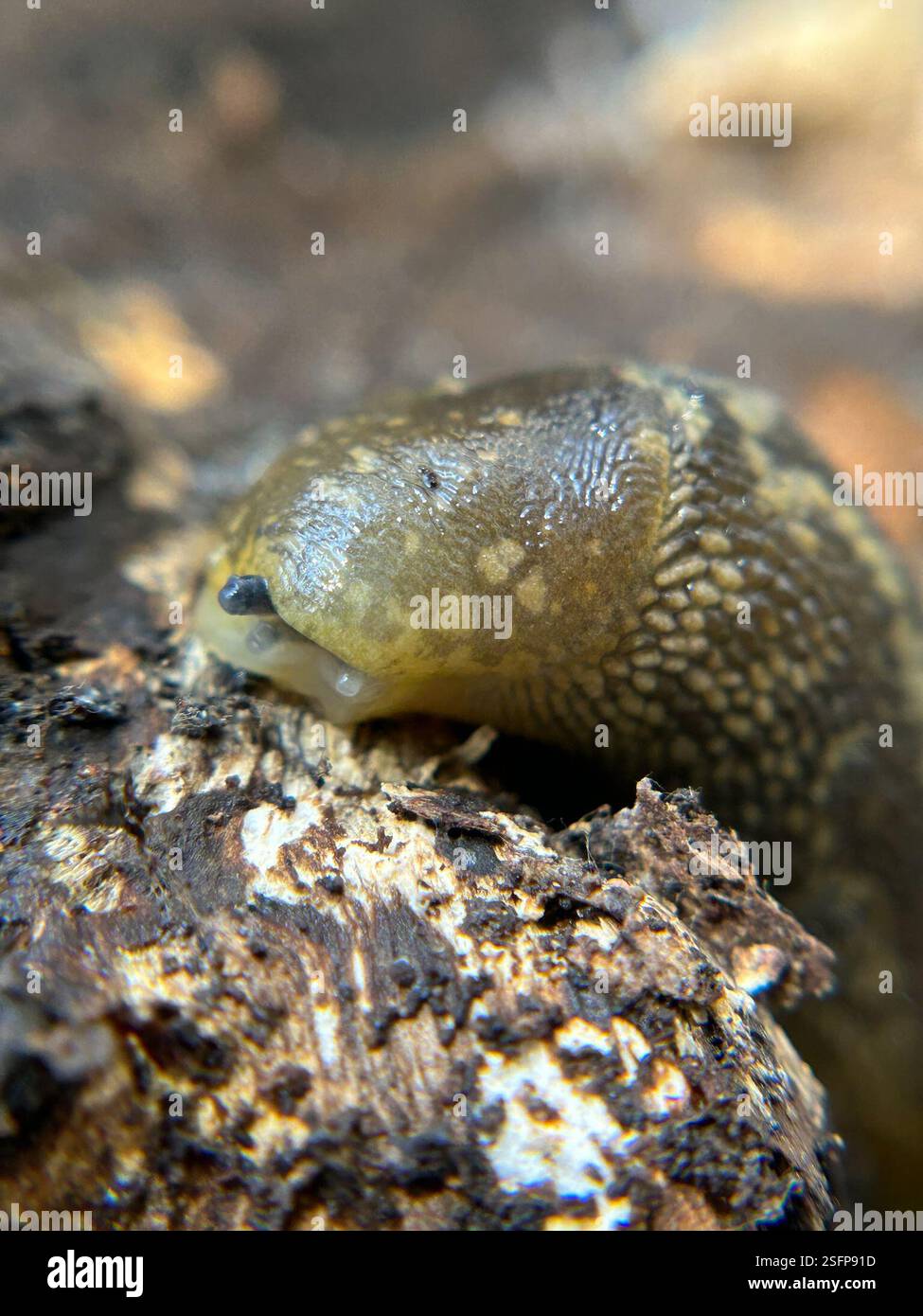 Yellow Cellar Slug (Limacus flavus), Mollusca, Broderson Ave, Los Osos ...