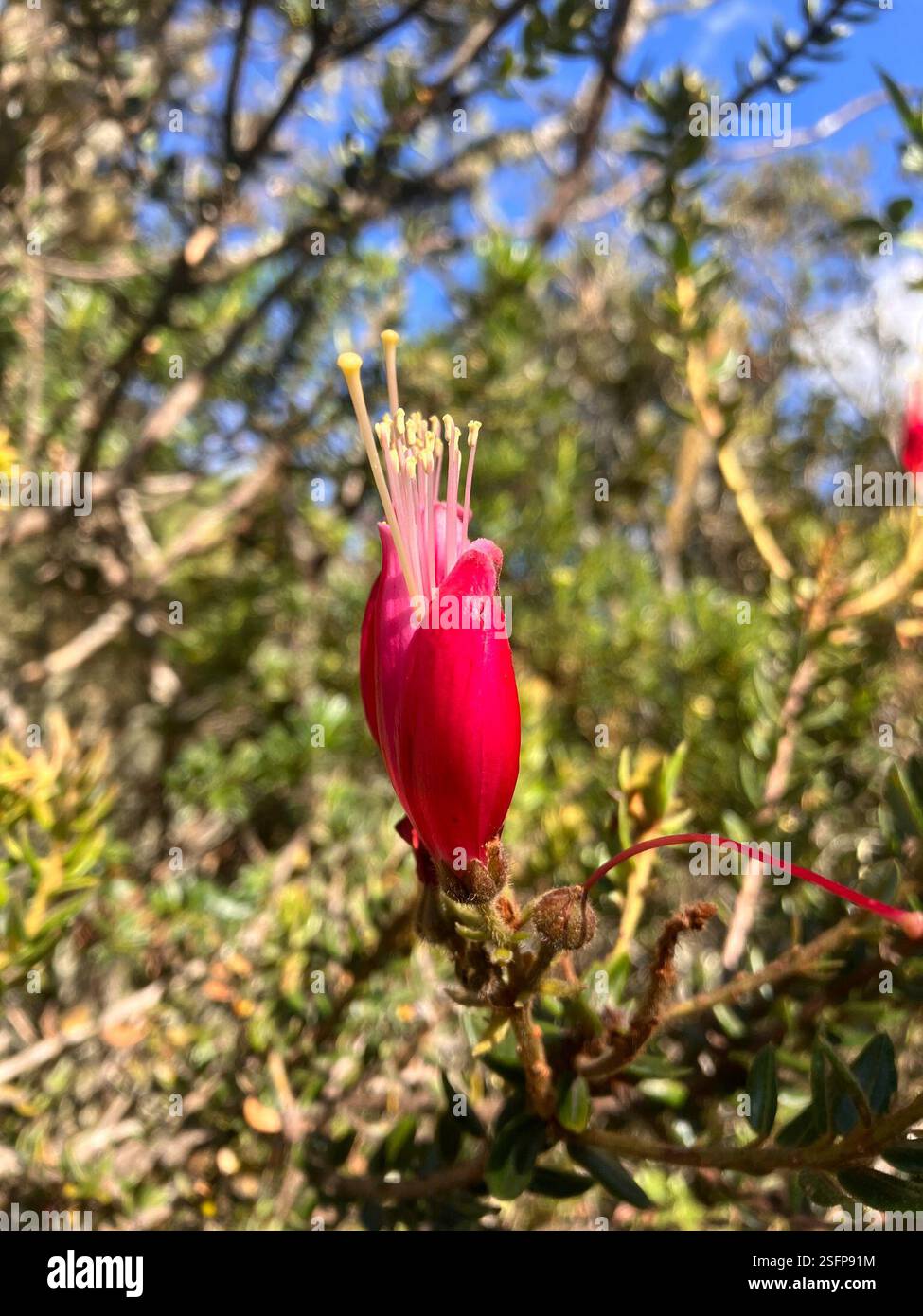 (Bejaria resinosa), Plantae, Tierra Negra, Sesquilé, Departamento de ...