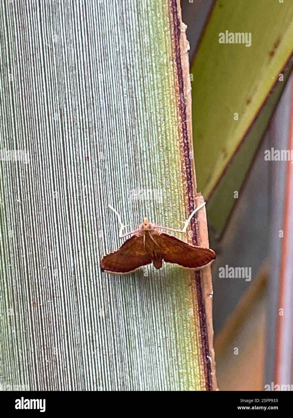 (Endotricha pyrosalis), Insecta, Melbourne VIC, Australia Stock Photo ...