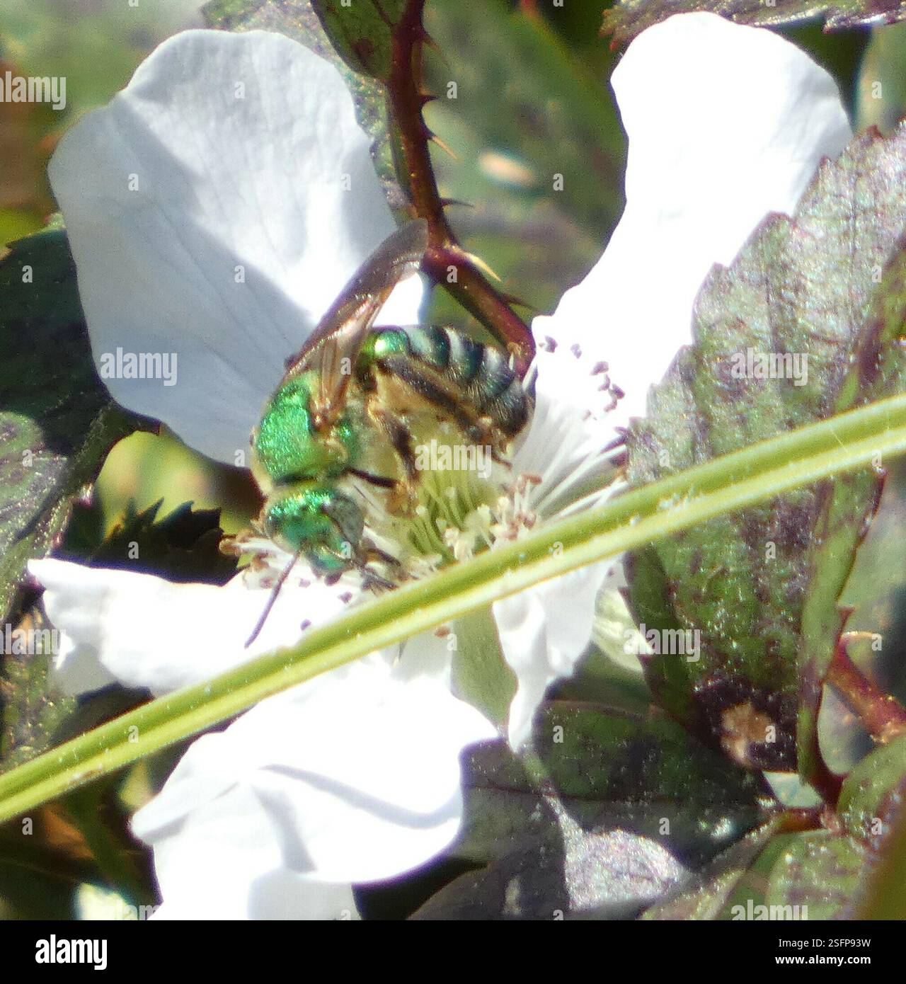 Brown-winged Striped Sweat Bee (Agapostemon splendens), Insecta, River ...
