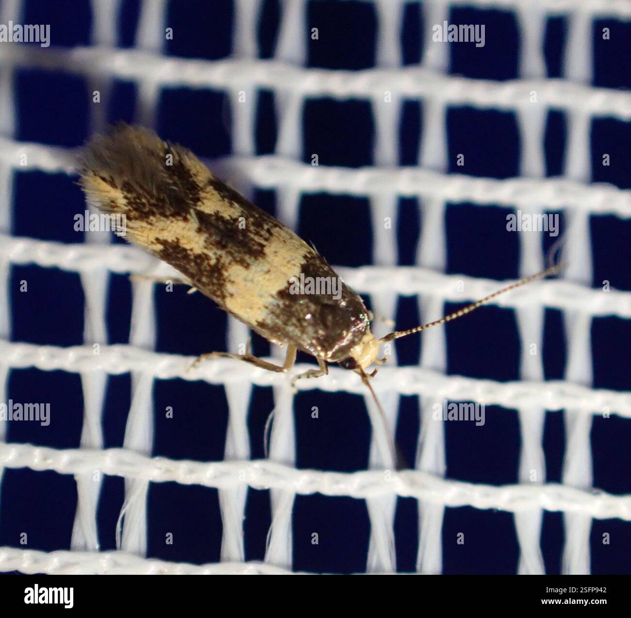 Butterflies and Moths (Lepidoptera), Insecta, Santo Antão, Cape Verde ...