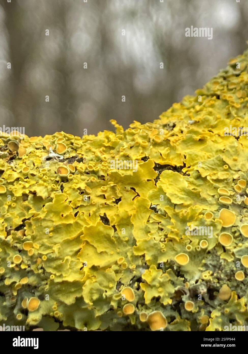 Common Sunburst Lichen (Xanthoria parietina), Fungi, Richmond Park ...