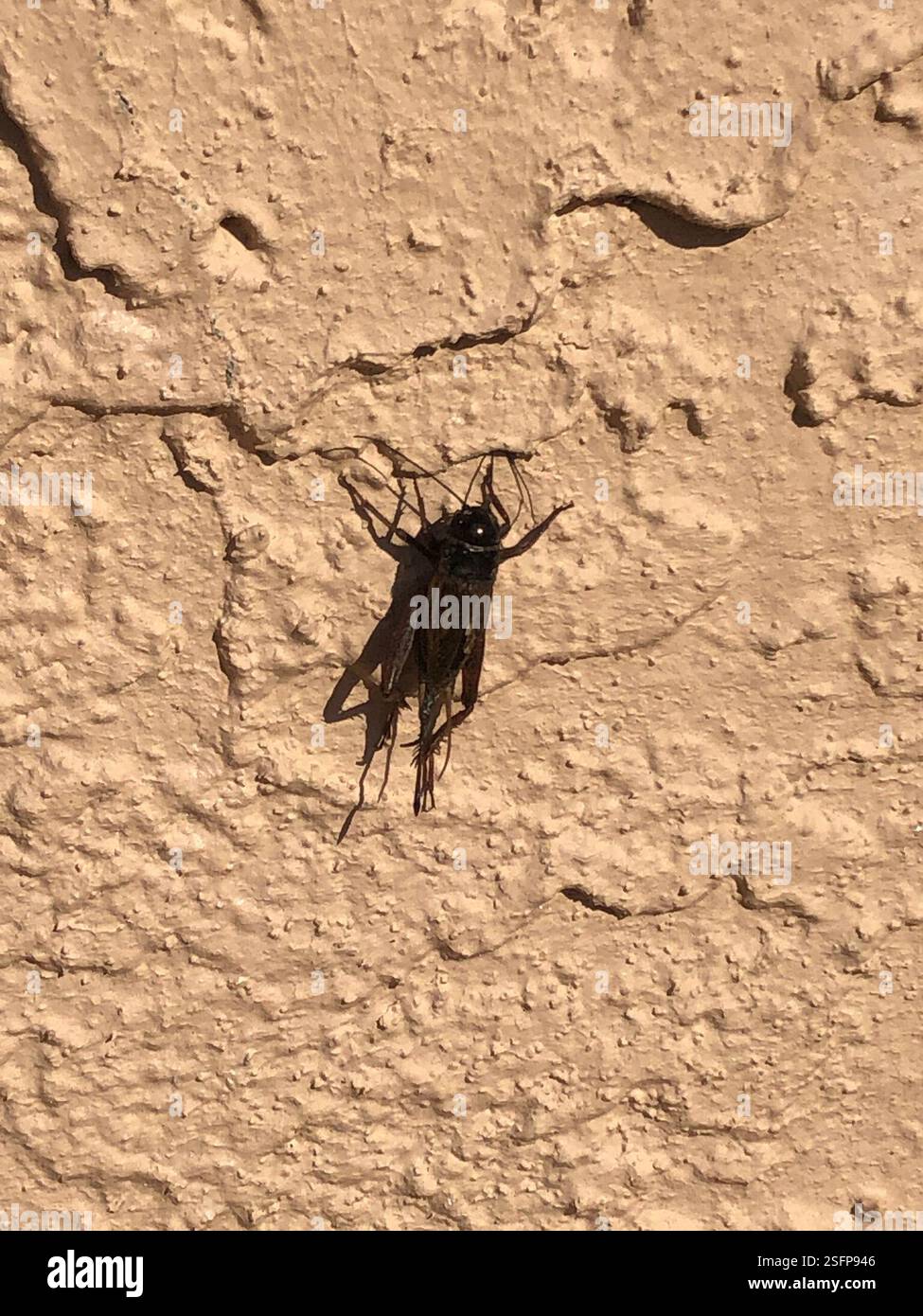 (Gryllus), Insecta, N Tanner Rd, Orlando, FL, US, dead cricket stuck on ...