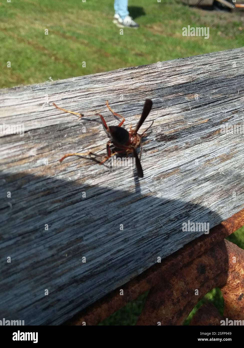 fuscatus-group Paper Wasps (Fuscopolistes), Insecta, WF NFN "Community ...