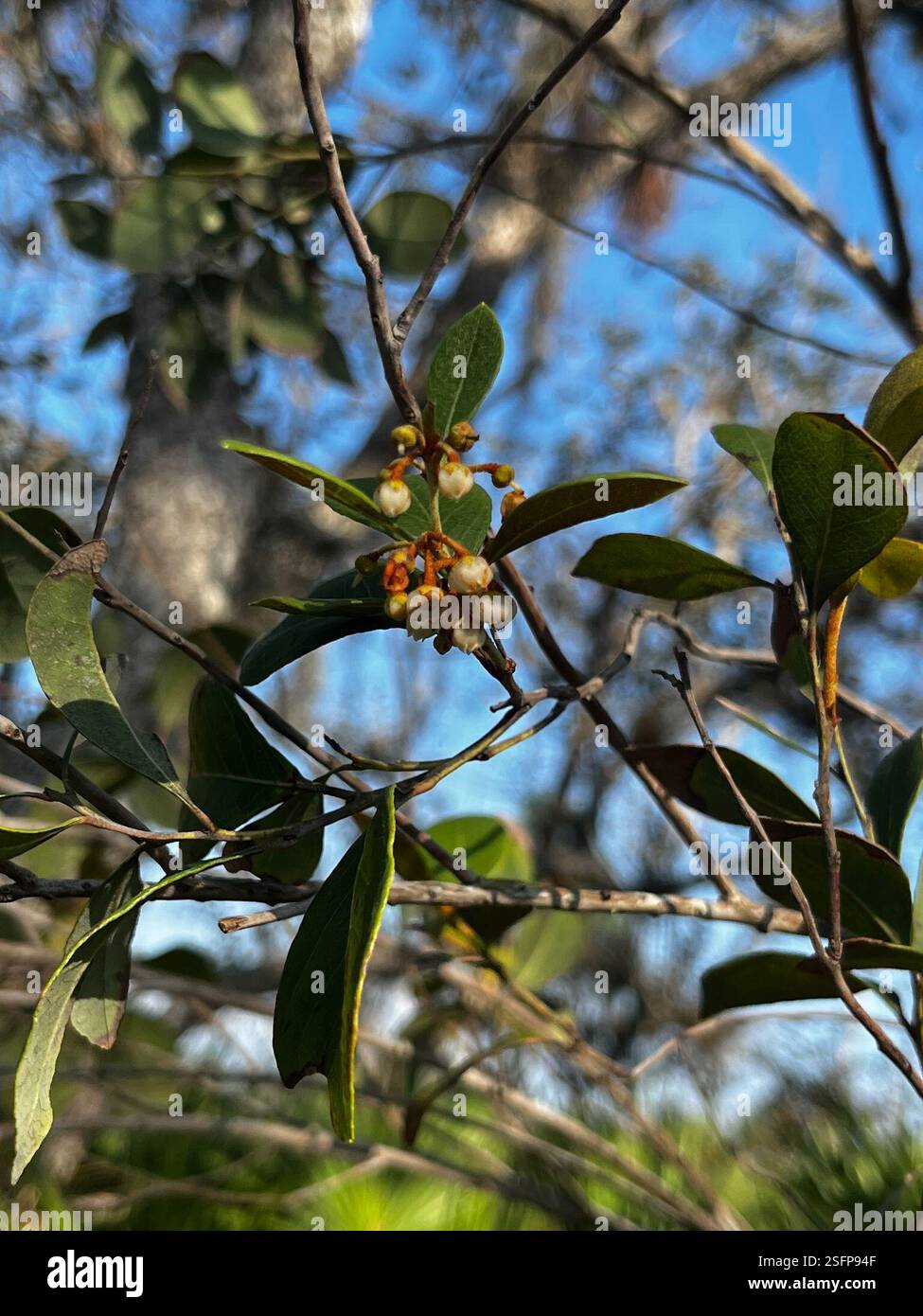 coastal plain staggerbush (Lyonia fruticosa), Plantae, Charing Cross ...