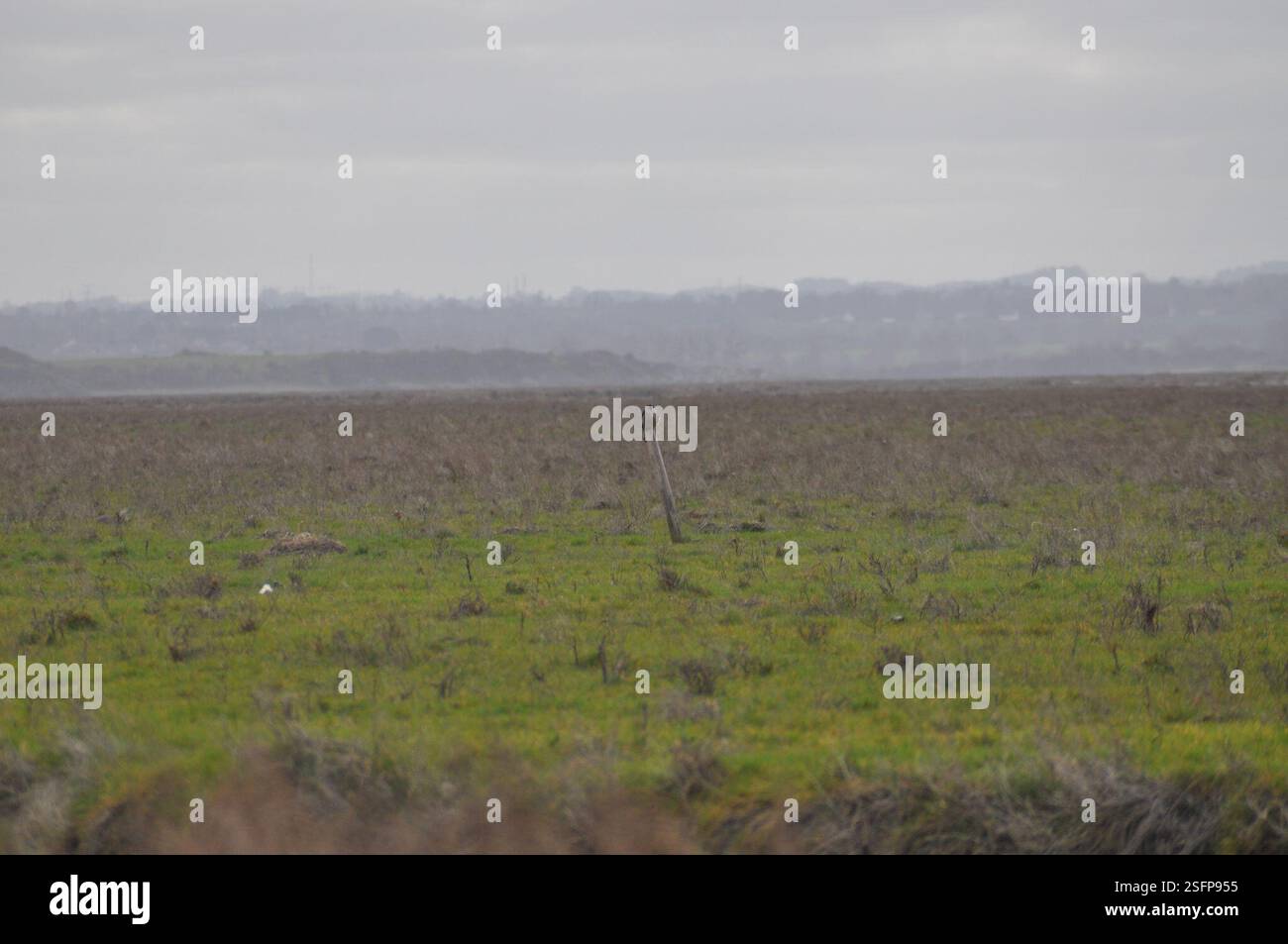 Peregrine Falcon (Falco peregrinus), Aves, 50170 Le Mont-Saint-Michel ...