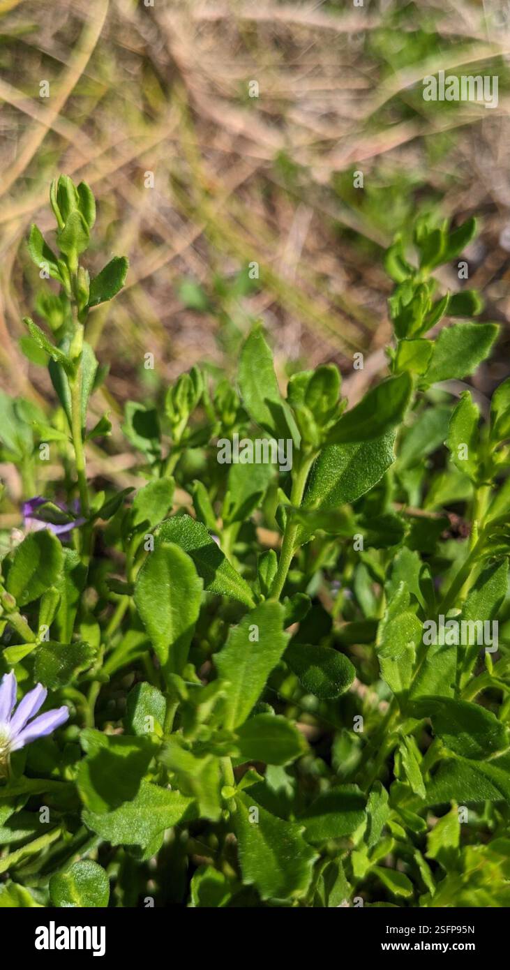 Fairy Fan-flower (Scaevola aemula), Plantae, Newcastle - Inner City, AU ...
