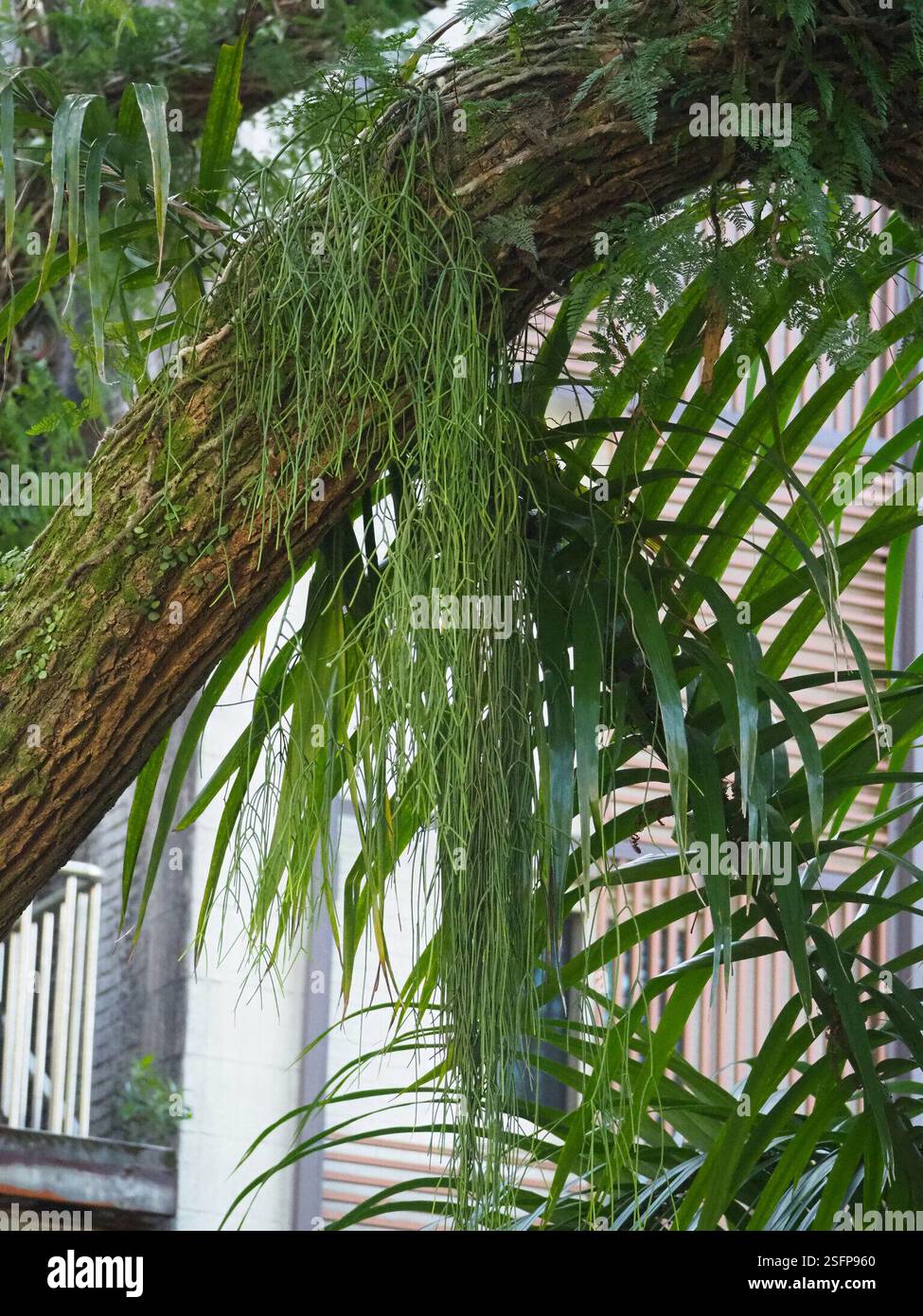 Mistletoe Cactus (Rhipsalis baccifera), Plantae, 台灣台北, 自生，歸化個體，請勿勾選栽培 ...