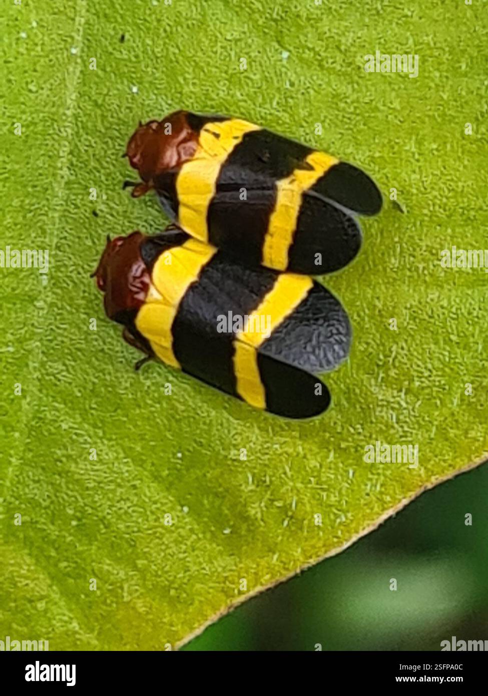 (Sphenorhina rubra), Insecta, Kwakoegron, Suriname Stock Photo - Alamy