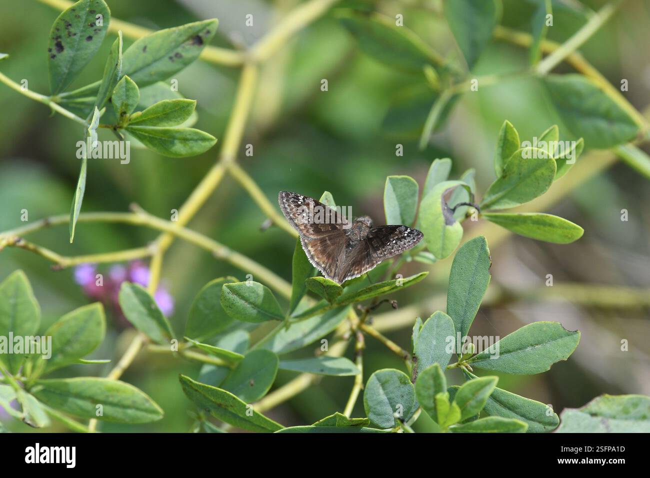 Wild Indigo Duskywing (Erynnis baptisiae), Insecta, Bellefontaine ...